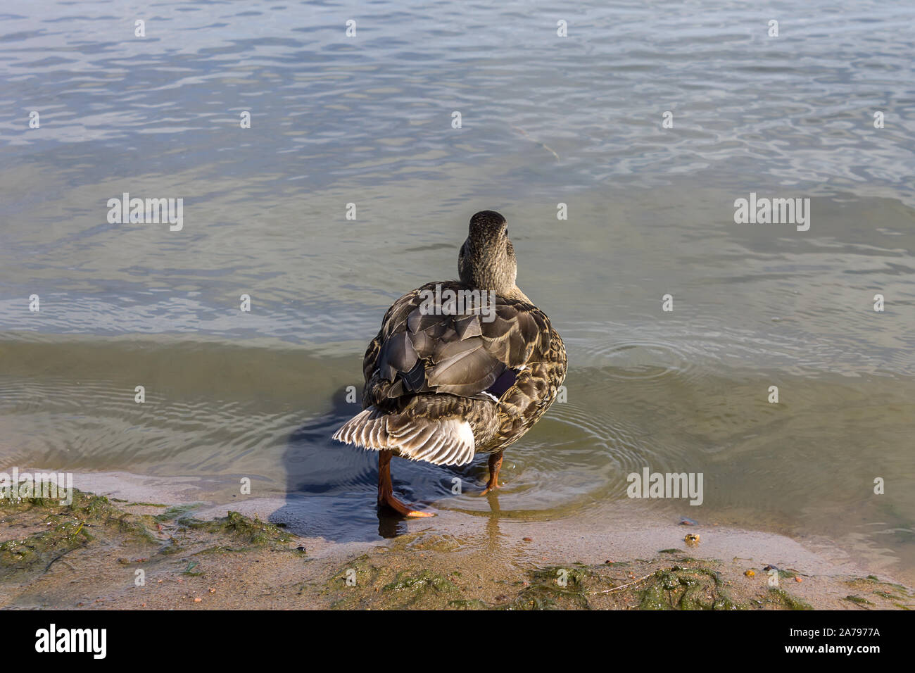 A lonely duck on the beach enters the lake to swim Stock Photo - Alamy