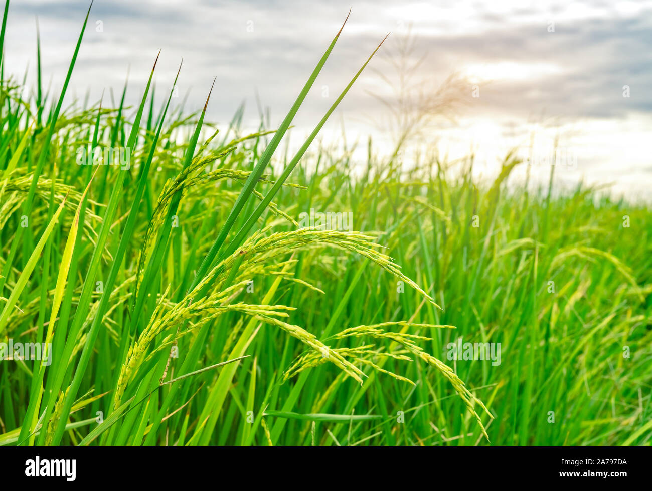 Green rice paddy field. Rice plantation. Organic jasmine rice farm in ...
