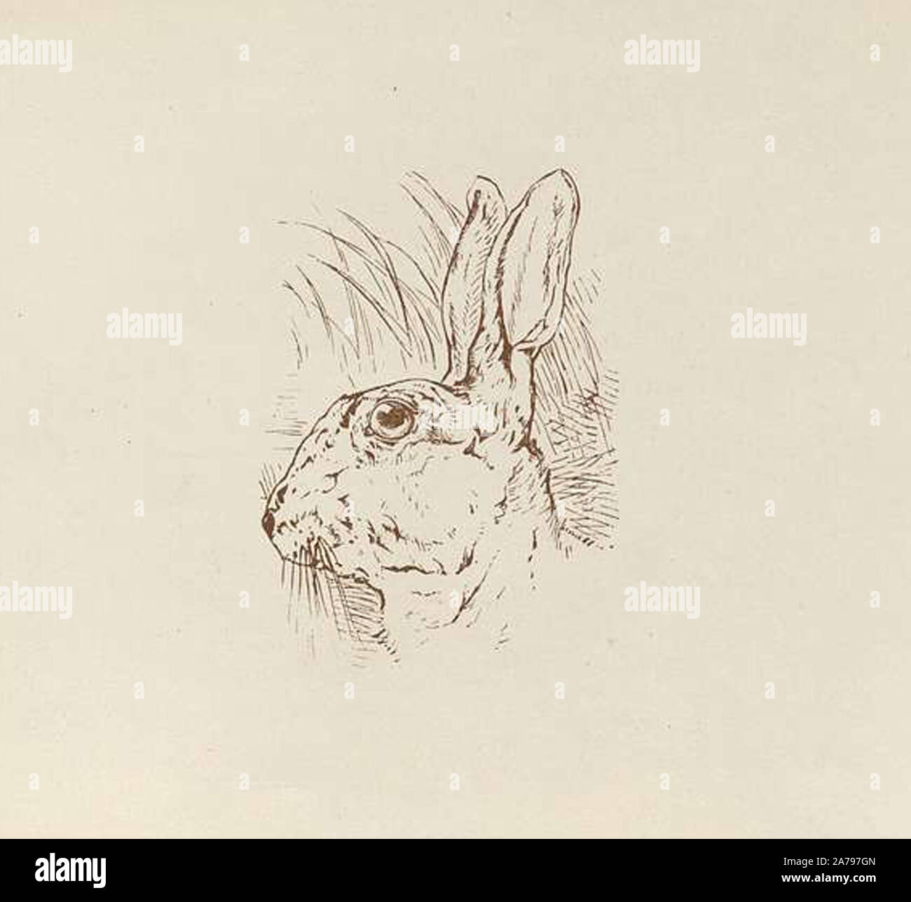 cute rabbit head illustration Stock Photo - Alamy