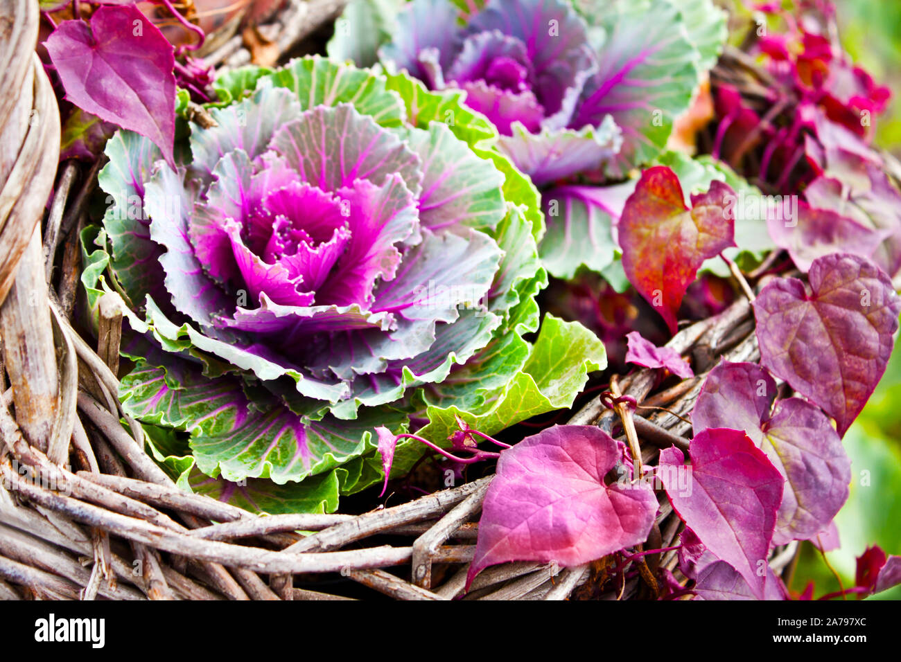 Decoration - cabbage and leaves Stock Photo - Alamy