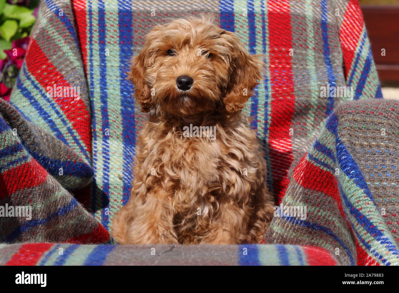 Cockapoo blanket hi-res stock photography and images - Alamy