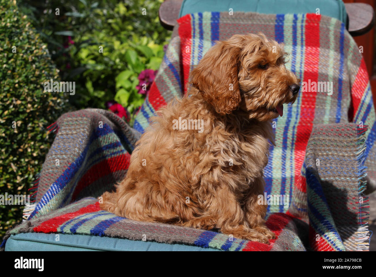 Cockapoo blanket hi-res stock photography and images - Alamy