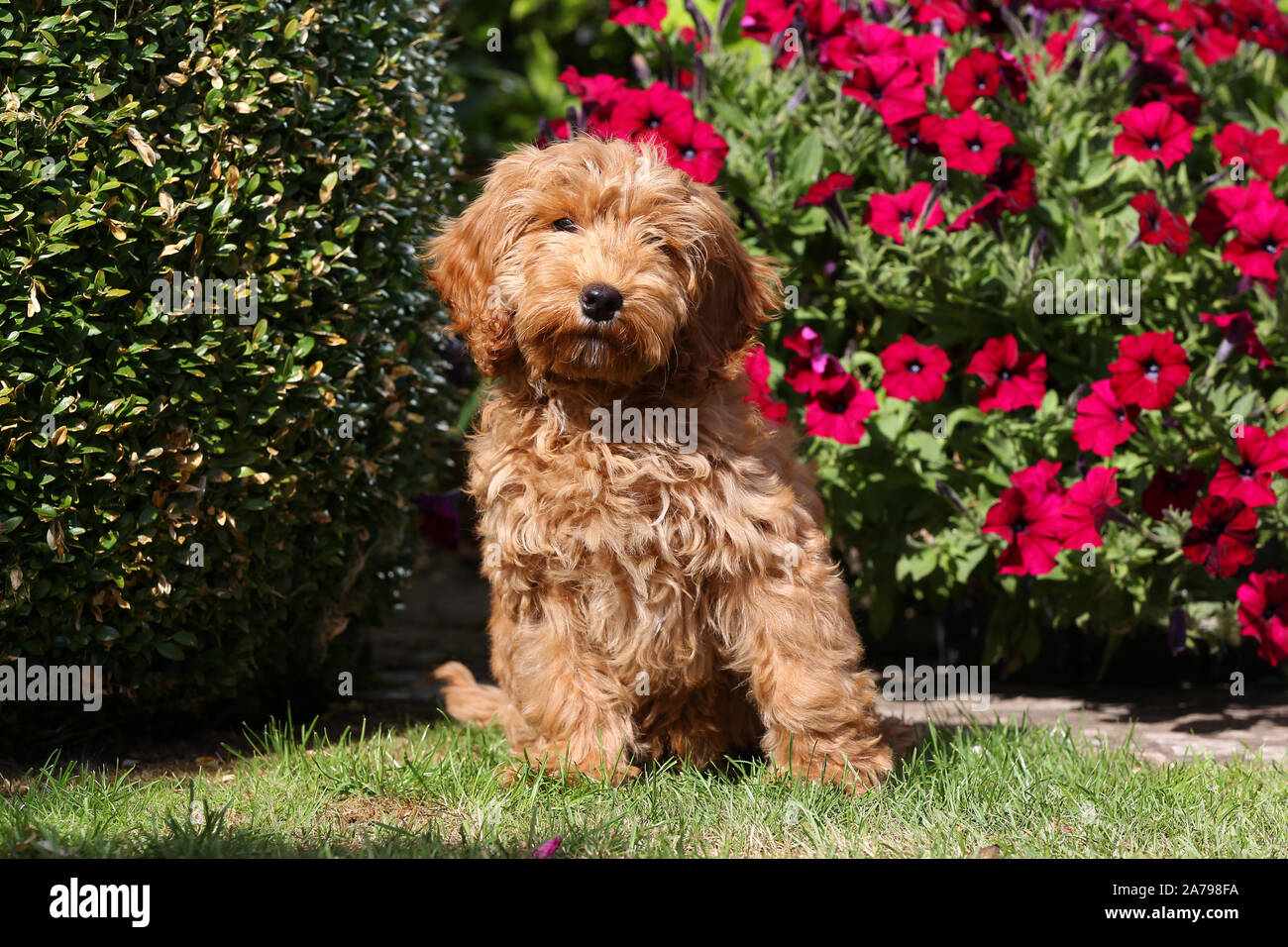 Cockapoo looking out hi-res stock photography and images - Alamy