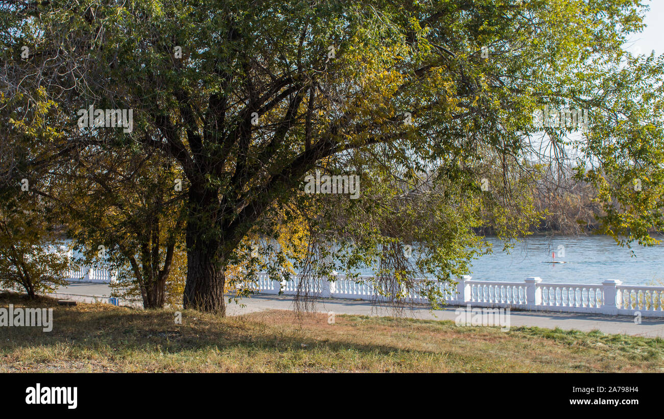 Elm trees hi-res stock photography and images - Alamy