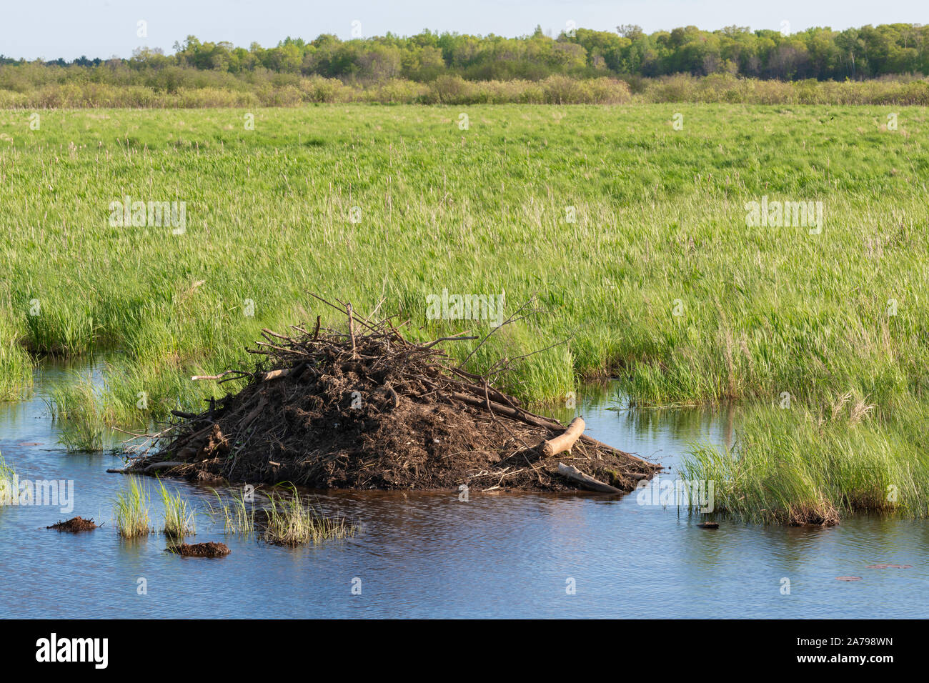 Beaver marsh hi-res stock photography and images - Alamy