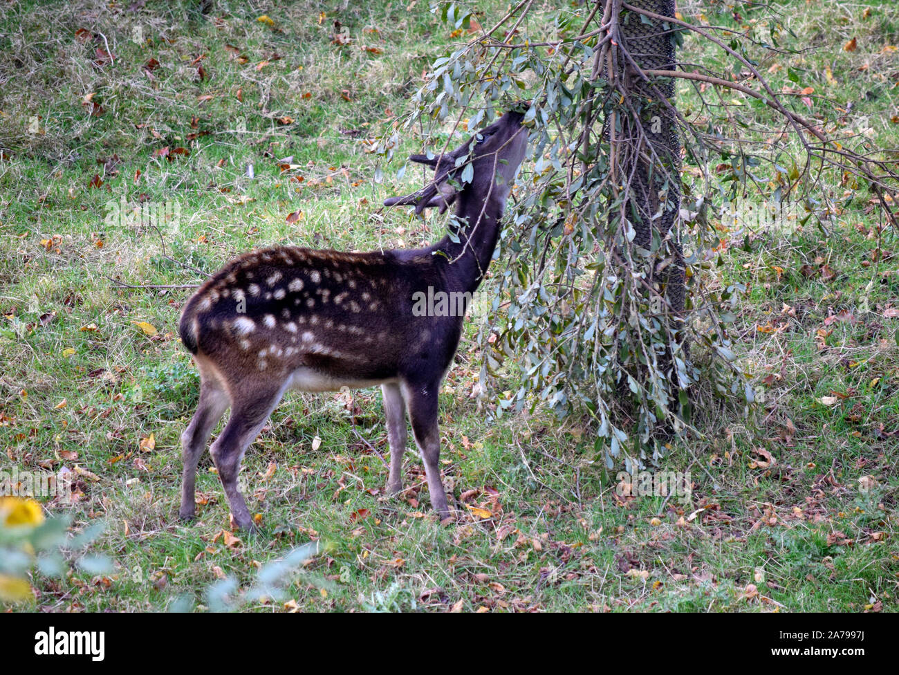 Philippine spotted deer Stock Photo - Alamy