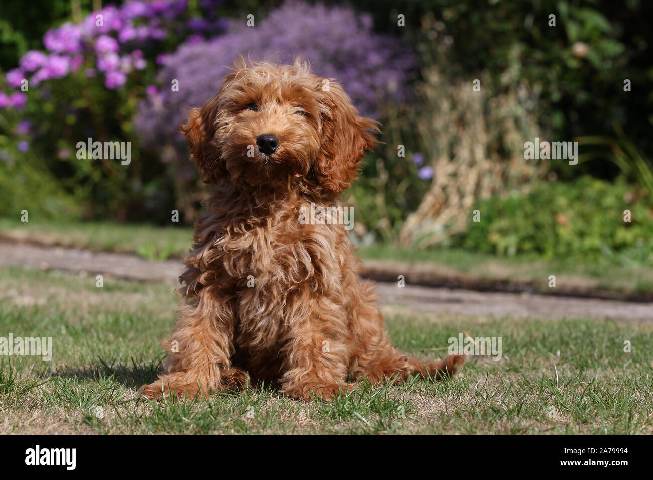 Cockapoo looking out hi-res stock photography and images - Alamy