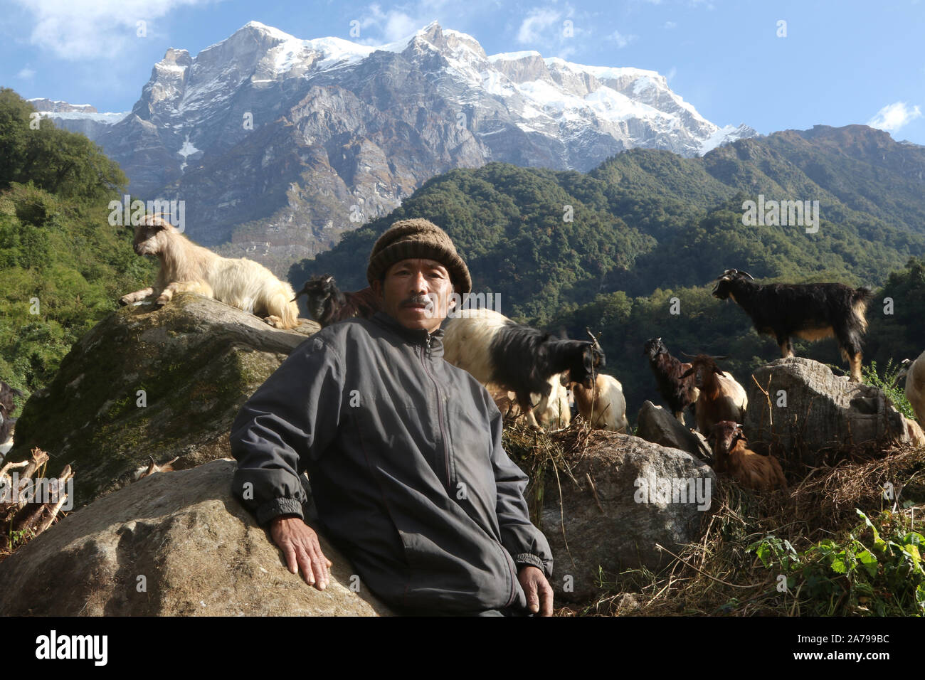Portrait of a Nepalese goat herder, Annapurna region, Nepal Stock Photo ...