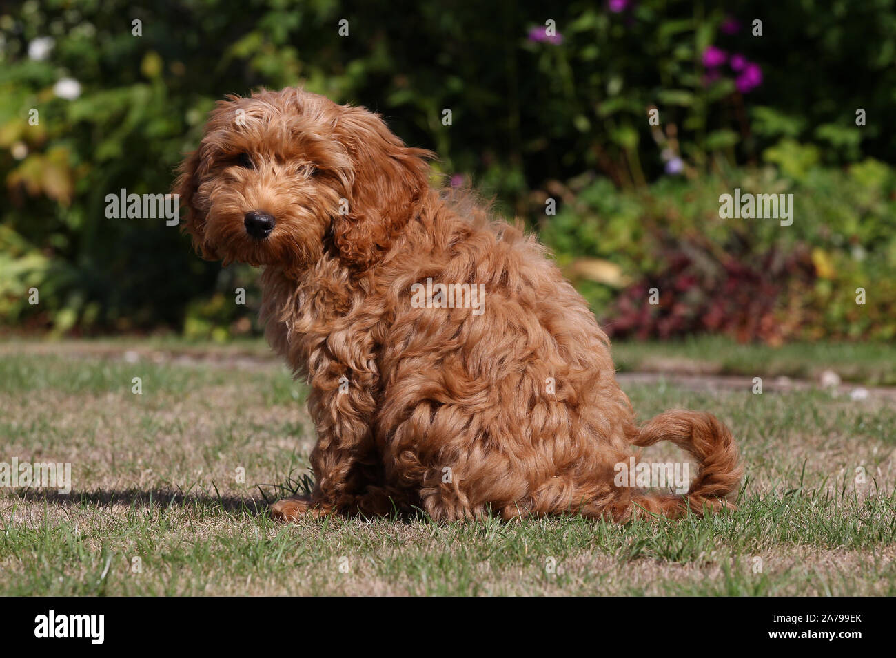 Cockapoo looking out hi-res stock photography and images - Alamy