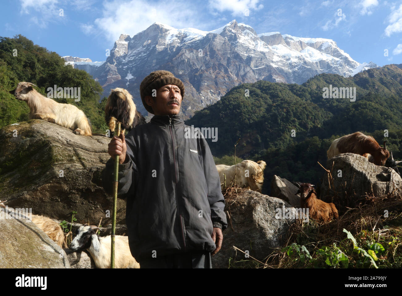 Portrait of a Nepalese goat herder, Annapurna region, Nepal Stock Photo ...