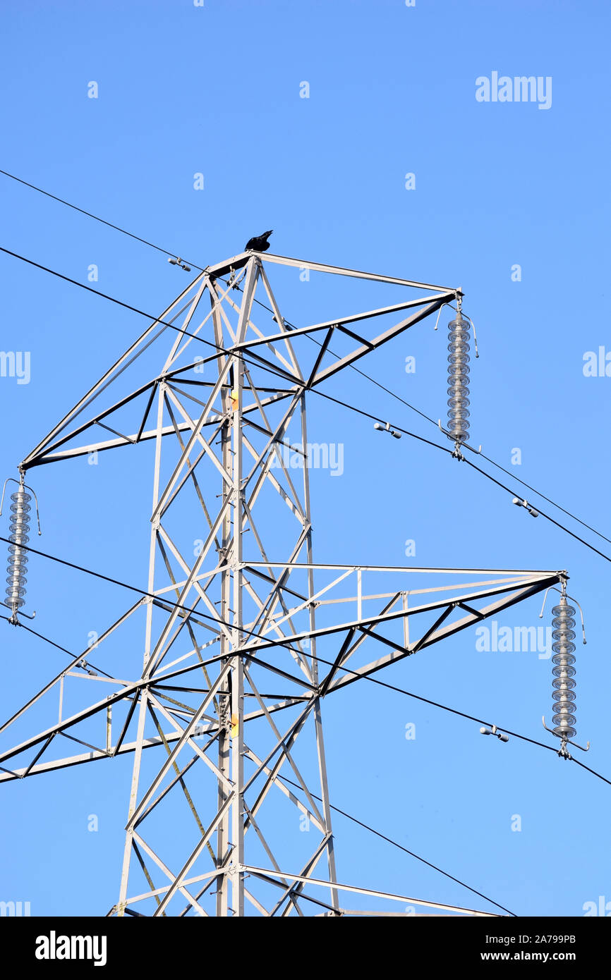 crow sitting on electricity pylon Stock Photo - Alamy