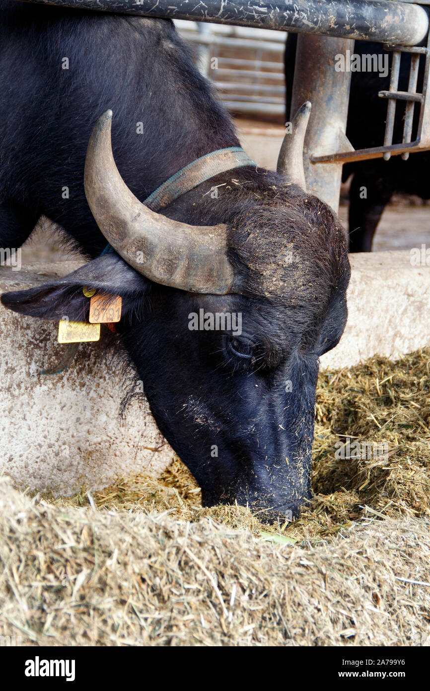 Buffalo breeding near Salerno for production of buffalo mozzarella ...