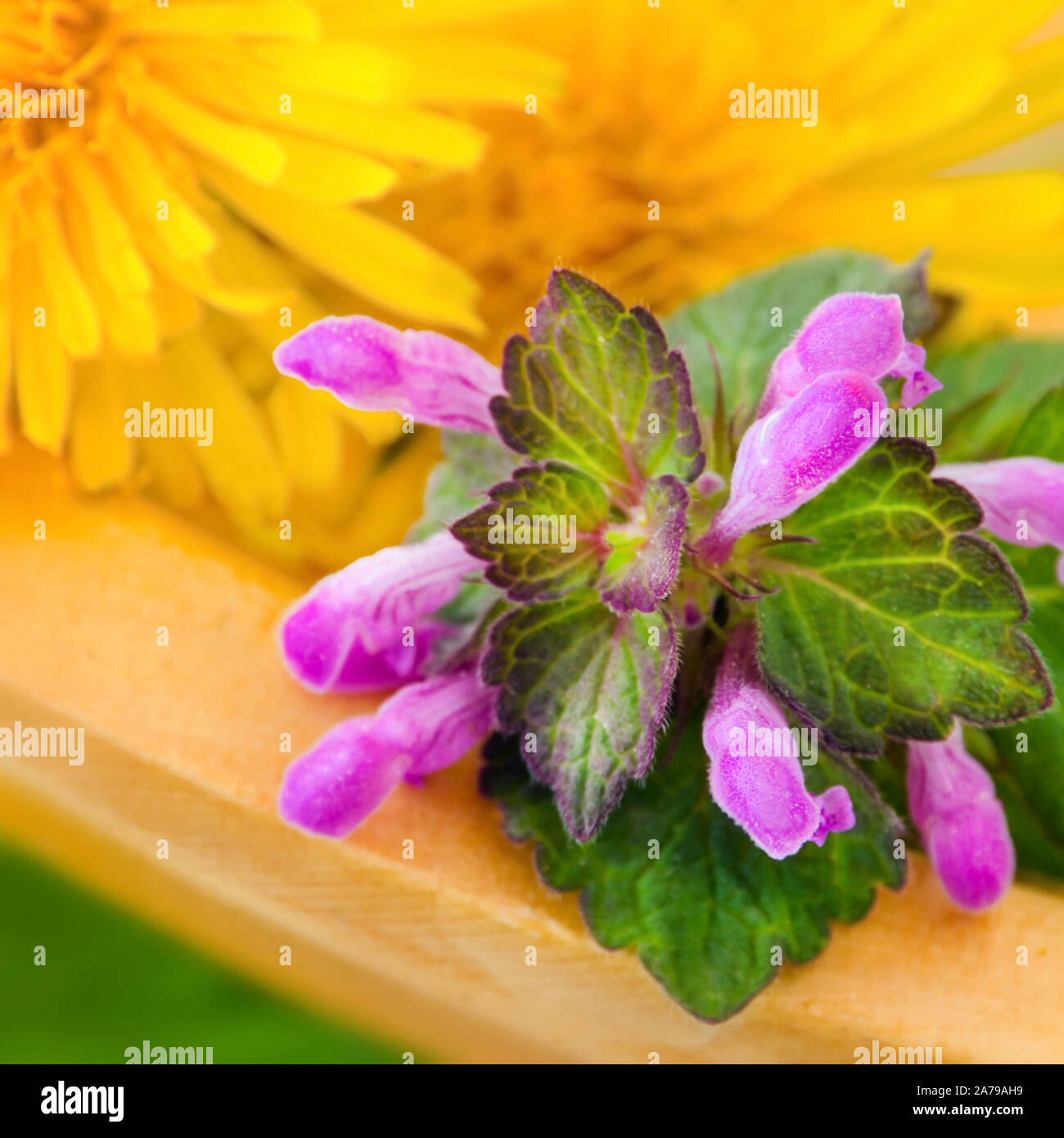 Herbage and blossoms - Dead-nettle and dandelion Stock Photo - Alamy