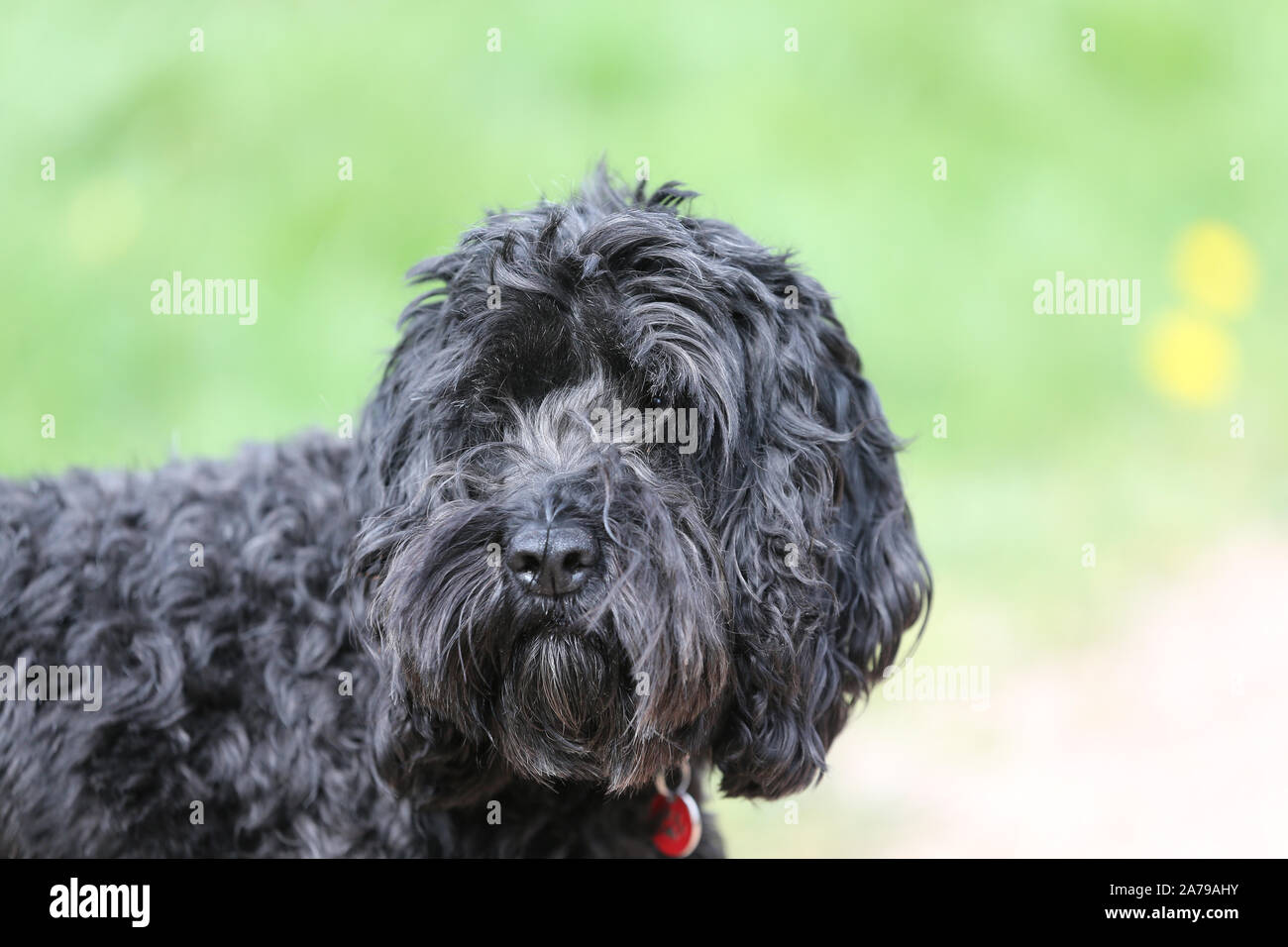 Miniature Cockapoo High Resolution Stock Photography and Images - Alamy