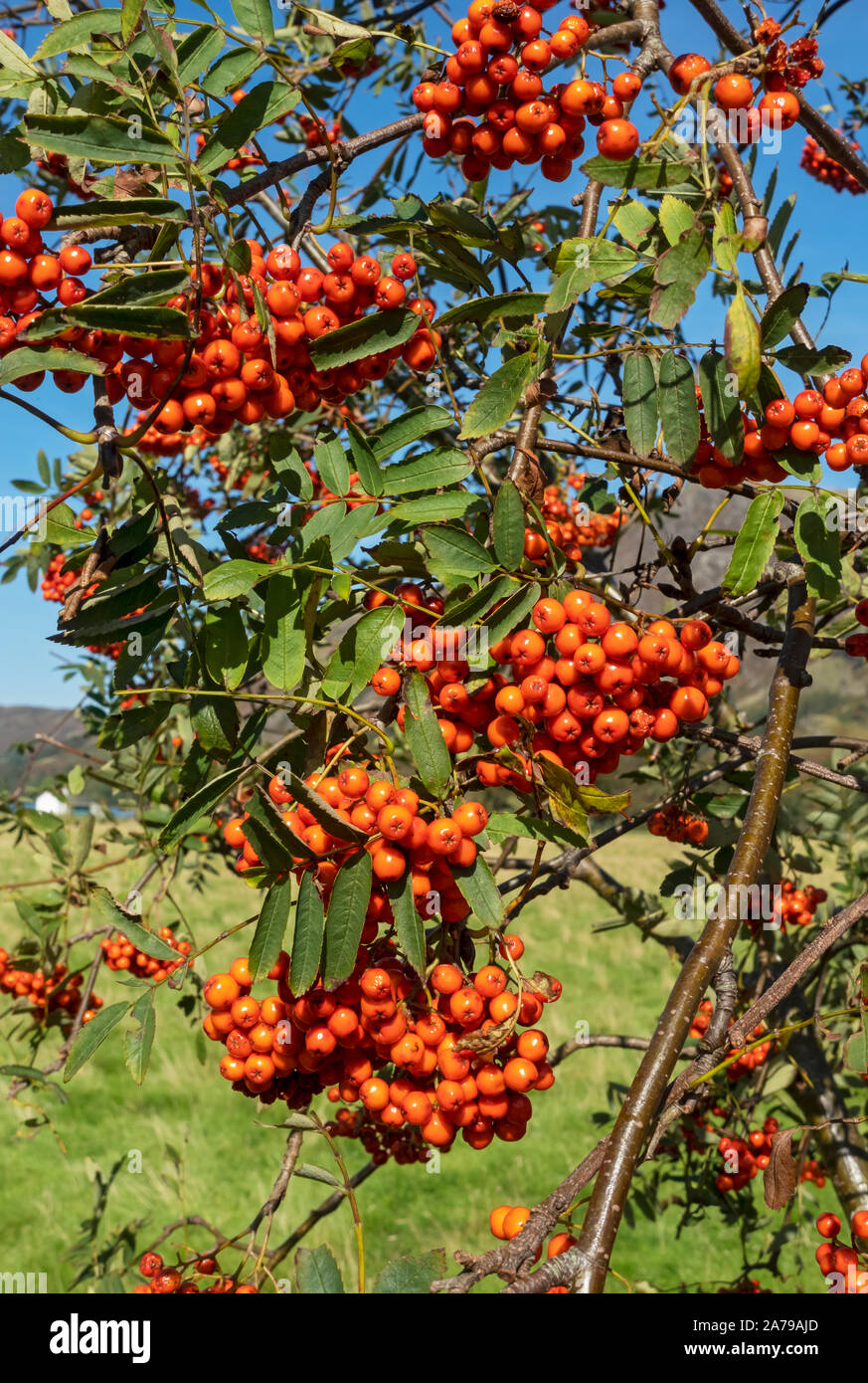 Rowan berry tree hi-res stock photography and images - Alamy
