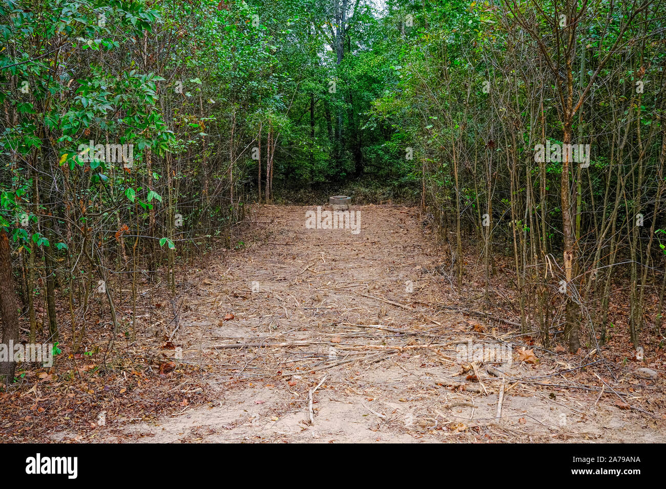 Path Cleared Through Forest to Sewer Stock Photo - Alamy