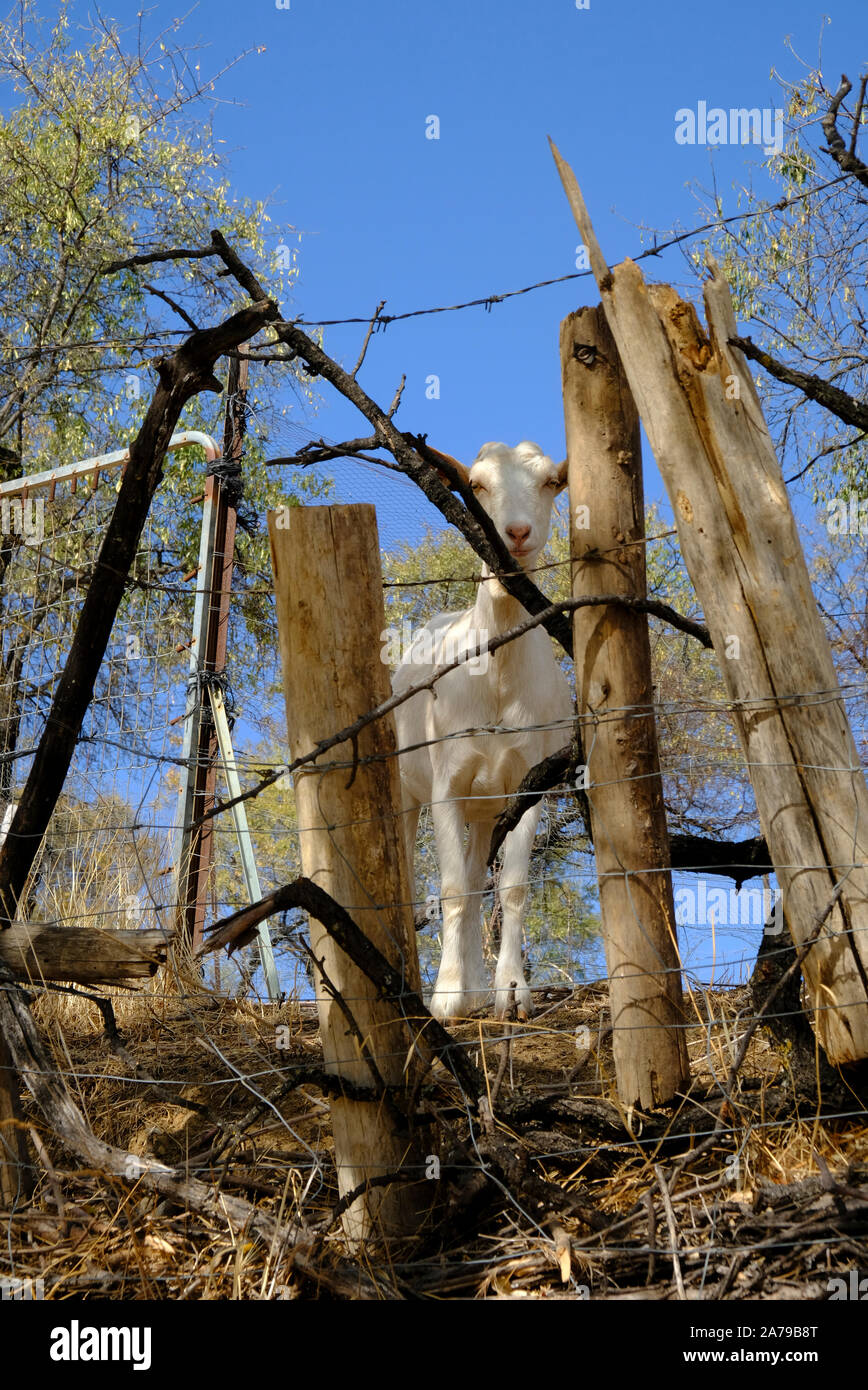 Native goats hi-res stock photography and images - Alamy
