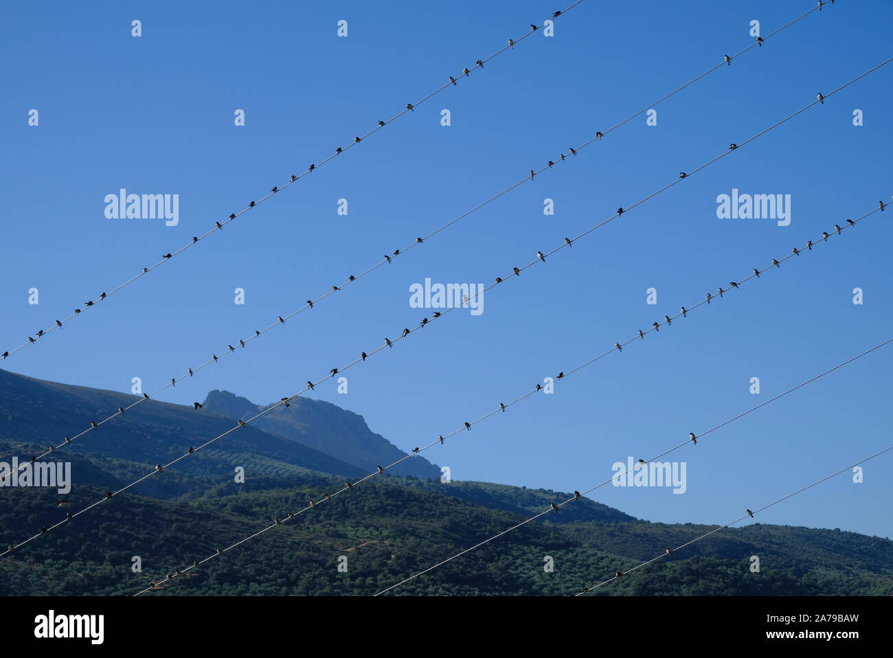 Migratory birds africa hi-res stock photography and images - Alamy