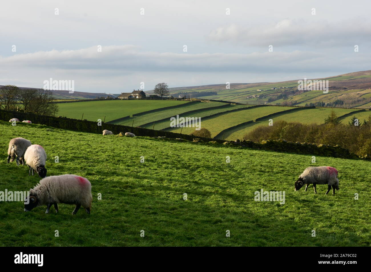 Autumn on Haworth moor, Yorkshire Stock Photo - Alamy