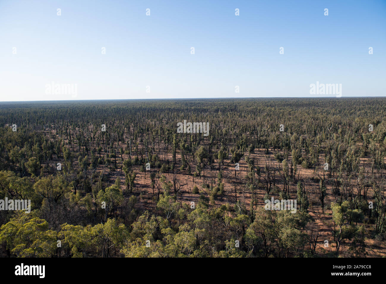 View seen from the Pilliga Forest Lookout Tower - Pilliga, New South ...