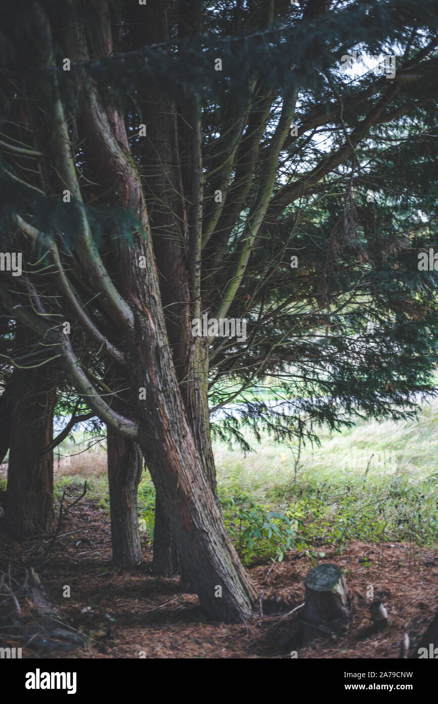 York tree hi-res stock photography and images - Alamy