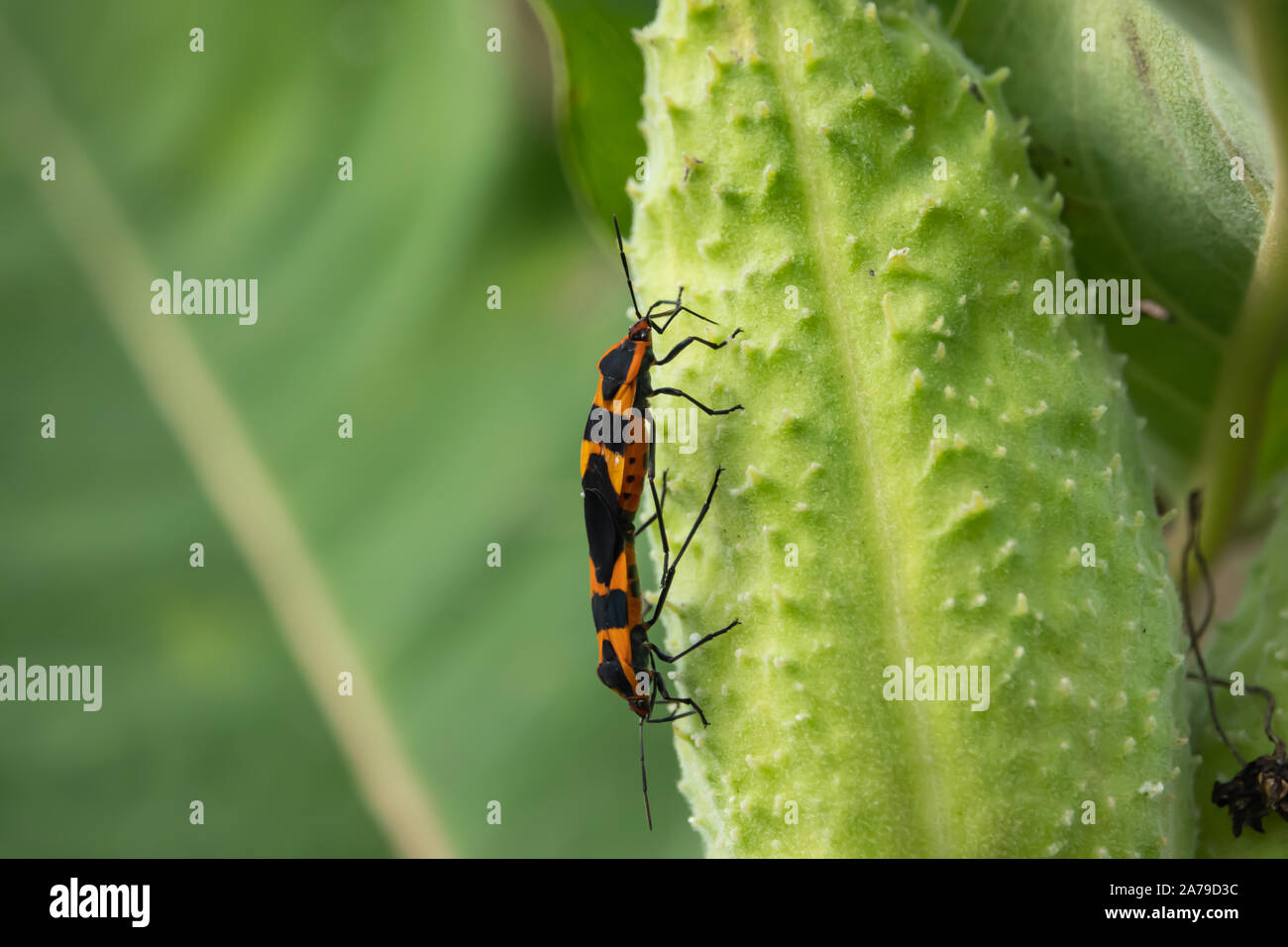 Large Milkweed Bugs on Milkweed Pod in Summer Stock Photo - Alamy