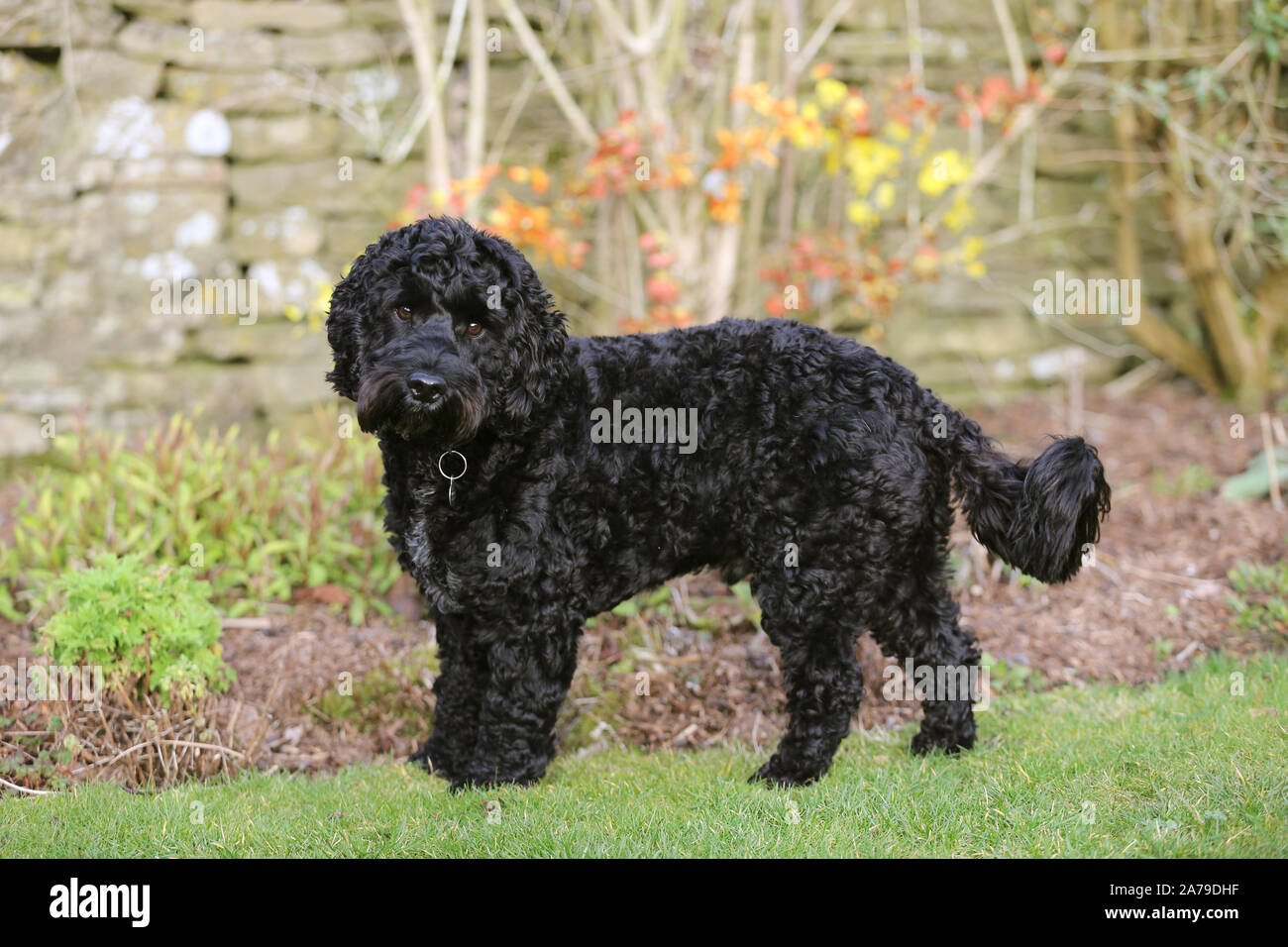 Miniature Cockapoo High Resolution Stock Photography and Images - Alamy