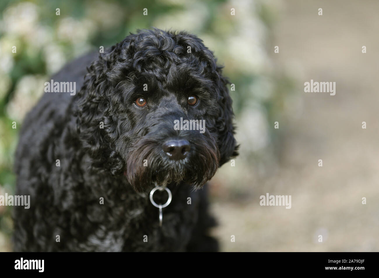 Miniature Cockapoo High Resolution Stock Photography and Images - Alamy