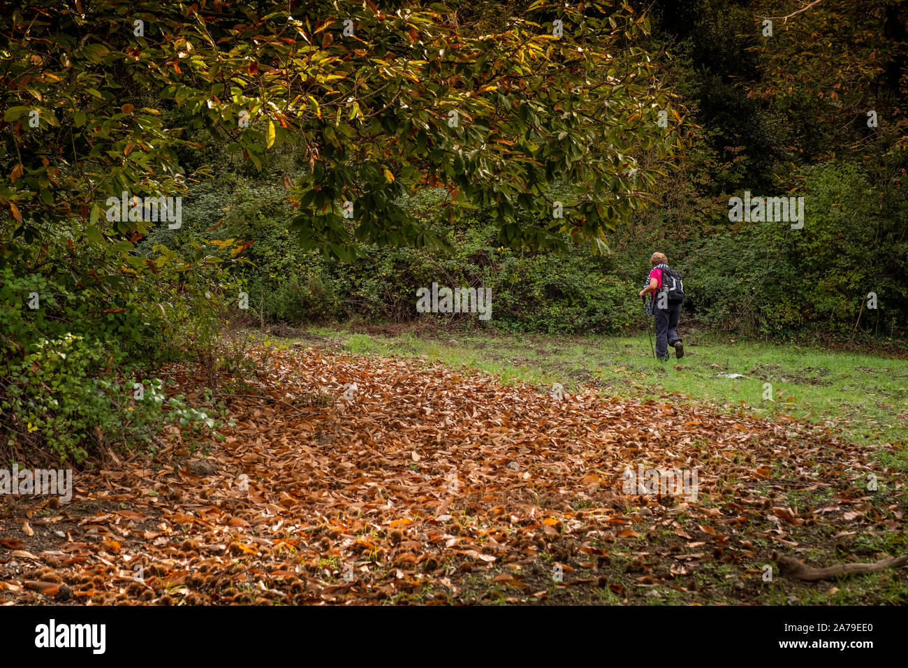Chestnut tree tuscany italy hi-res stock photography and images - Alamy