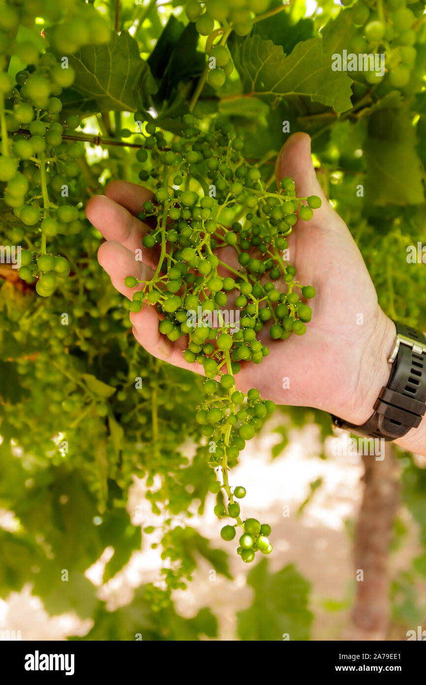 Grape Farming In Northern Cape High Resolution Stock Photography and ...
