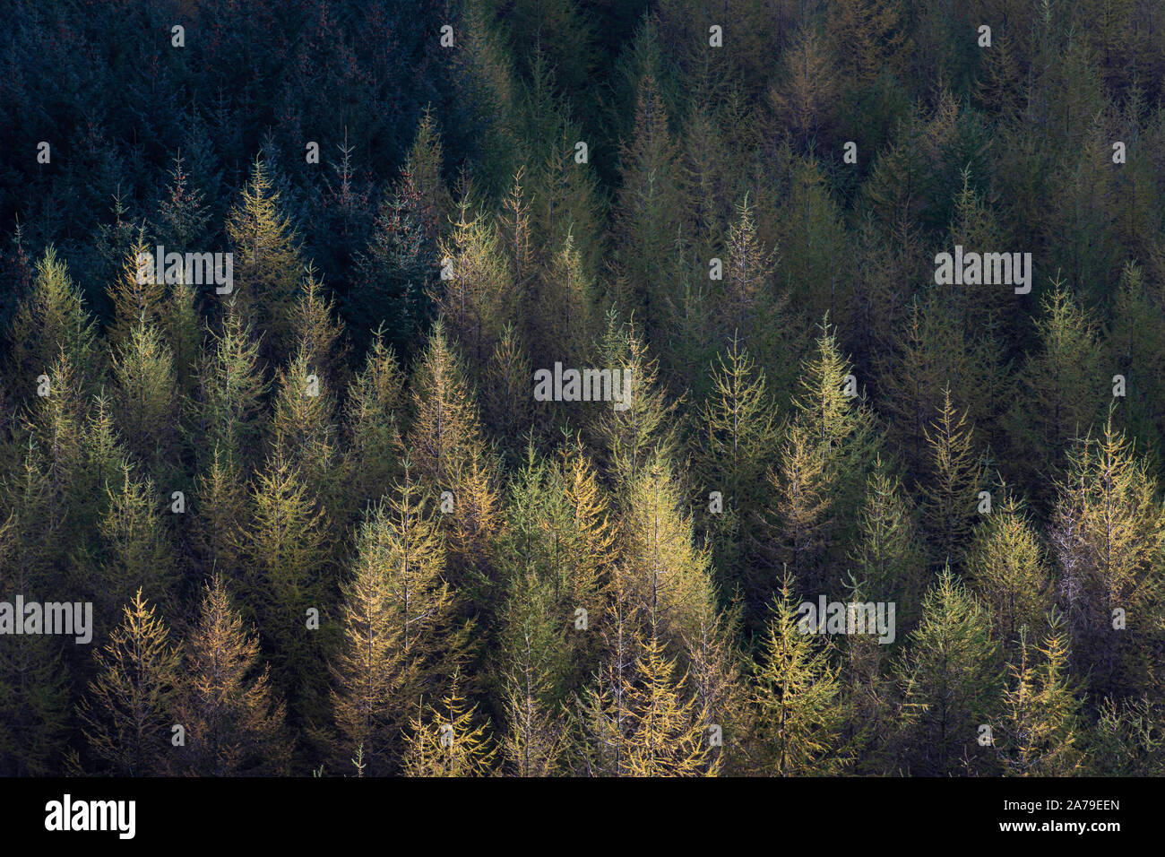 Tree tops aerial hi-res stock photography and images - Alamy