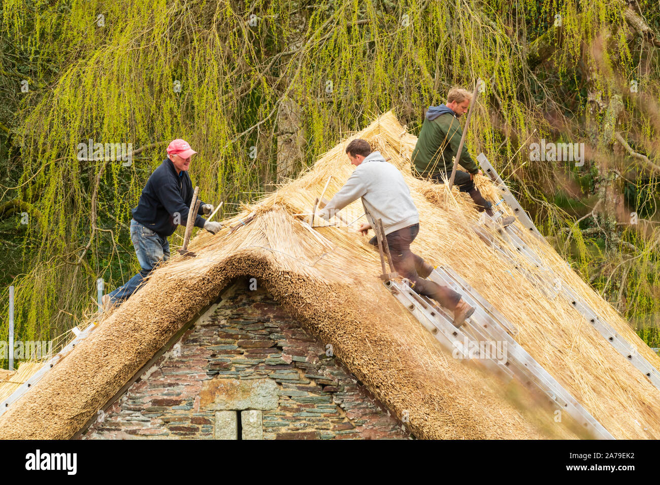 Traditional craftwork employed in thatching the old barn at The Garden ...