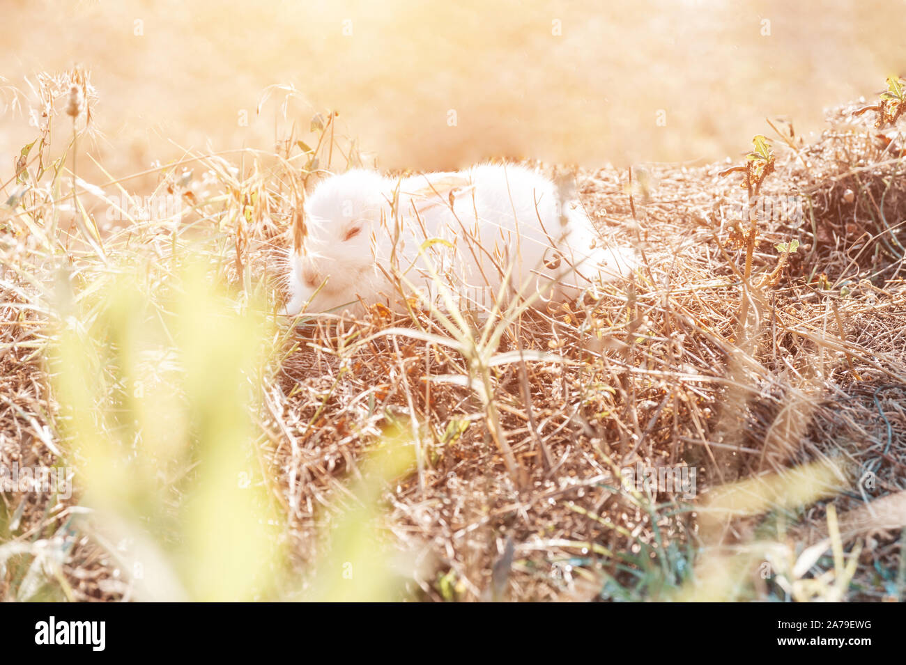 Little white rabbit dozes in the grass Stock Photo - Alamy