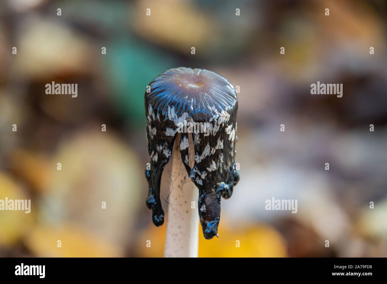 Liquefying hi-res stock photography and images - Alamy