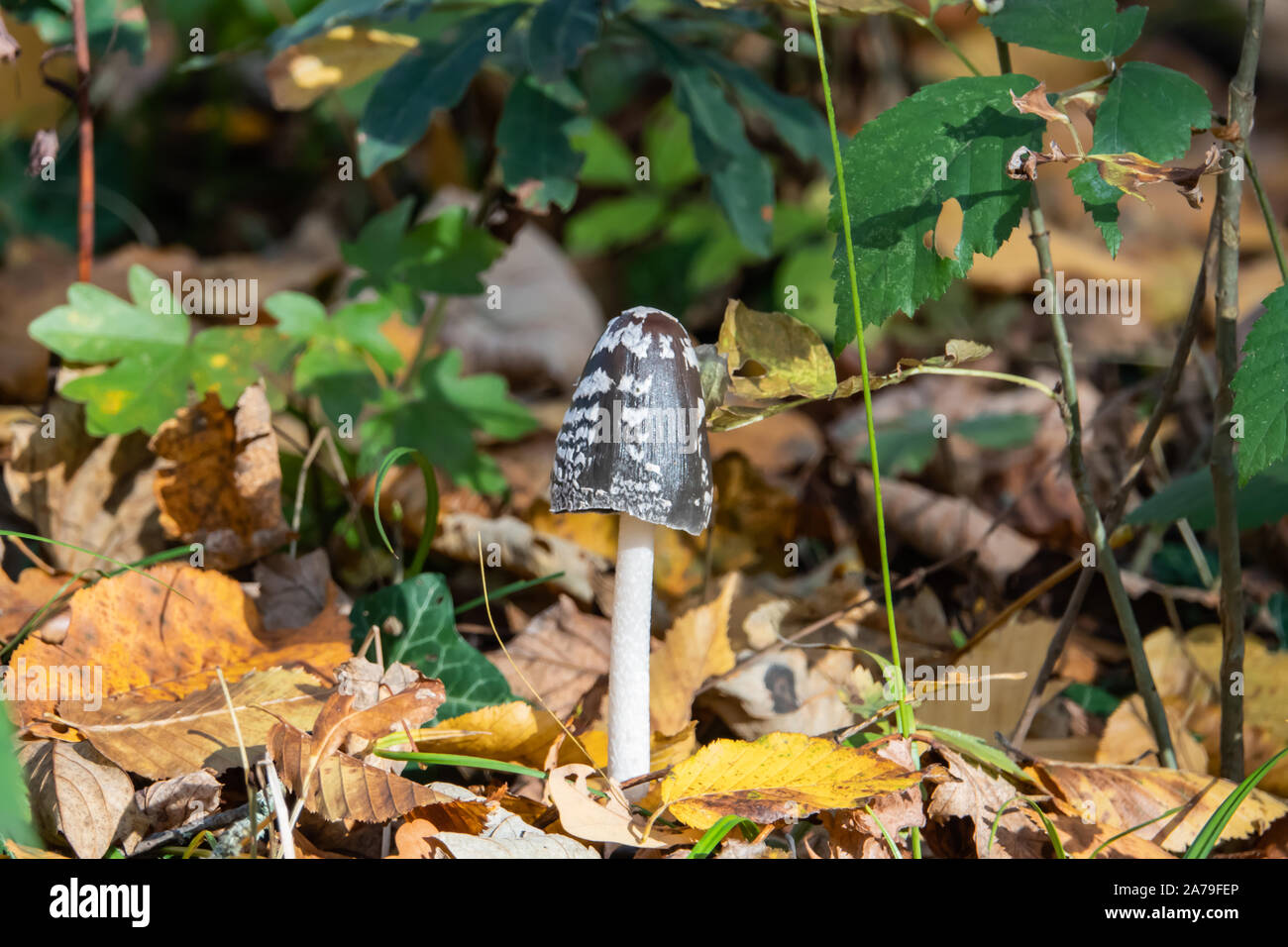 Conical agaric mushroom hi-res stock photography and images - Alamy