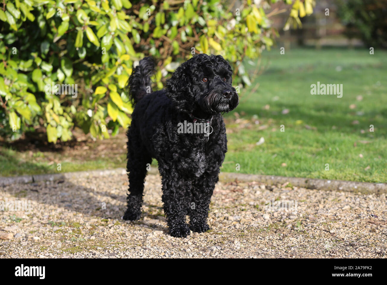 Miniature Cockapoo High Resolution Stock Photography and Images - Alamy