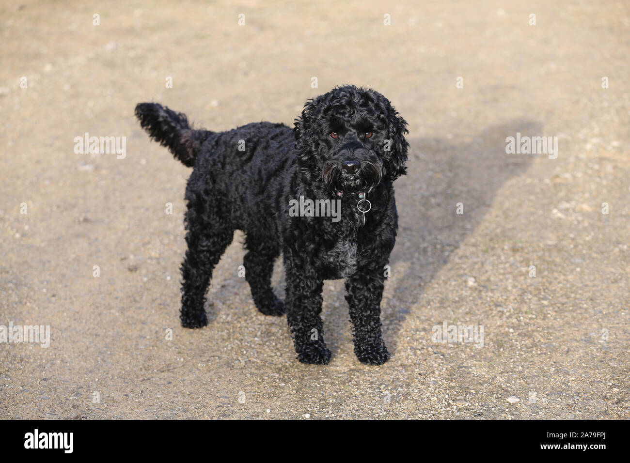 Miniature cockapoo hi-res stock photography and images - Alamy