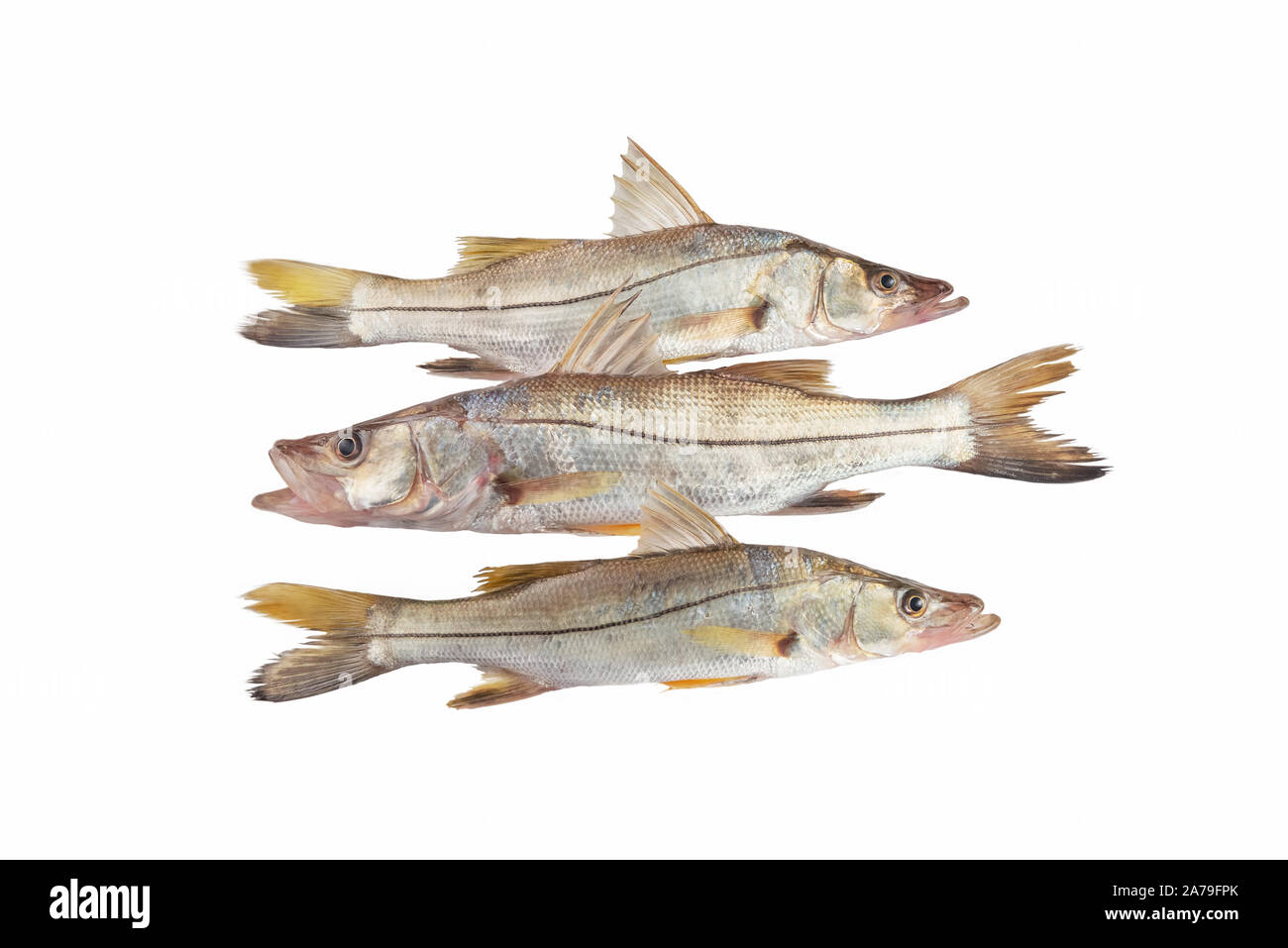 Big Bouche sea fish Trinidad Caribbean Isolated in White background ...