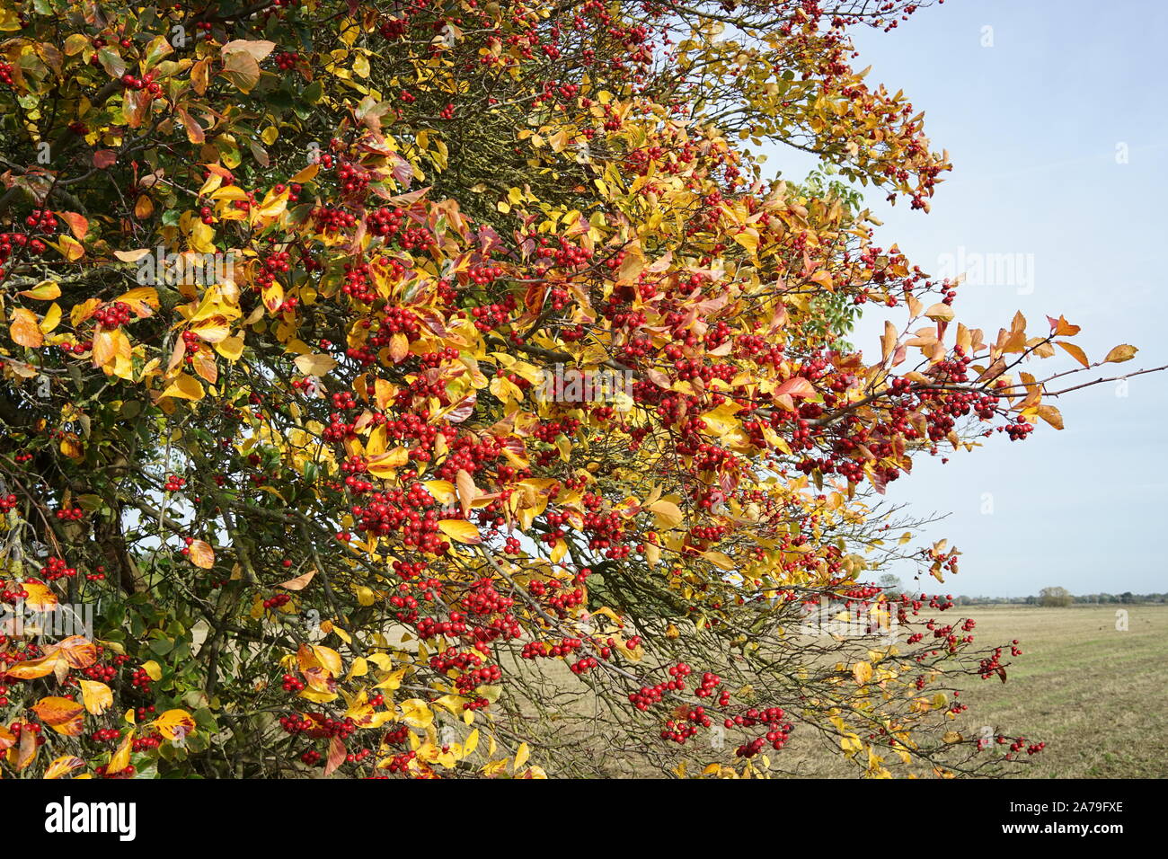 Yellowing leaves hi-res stock photography and images - Alamy