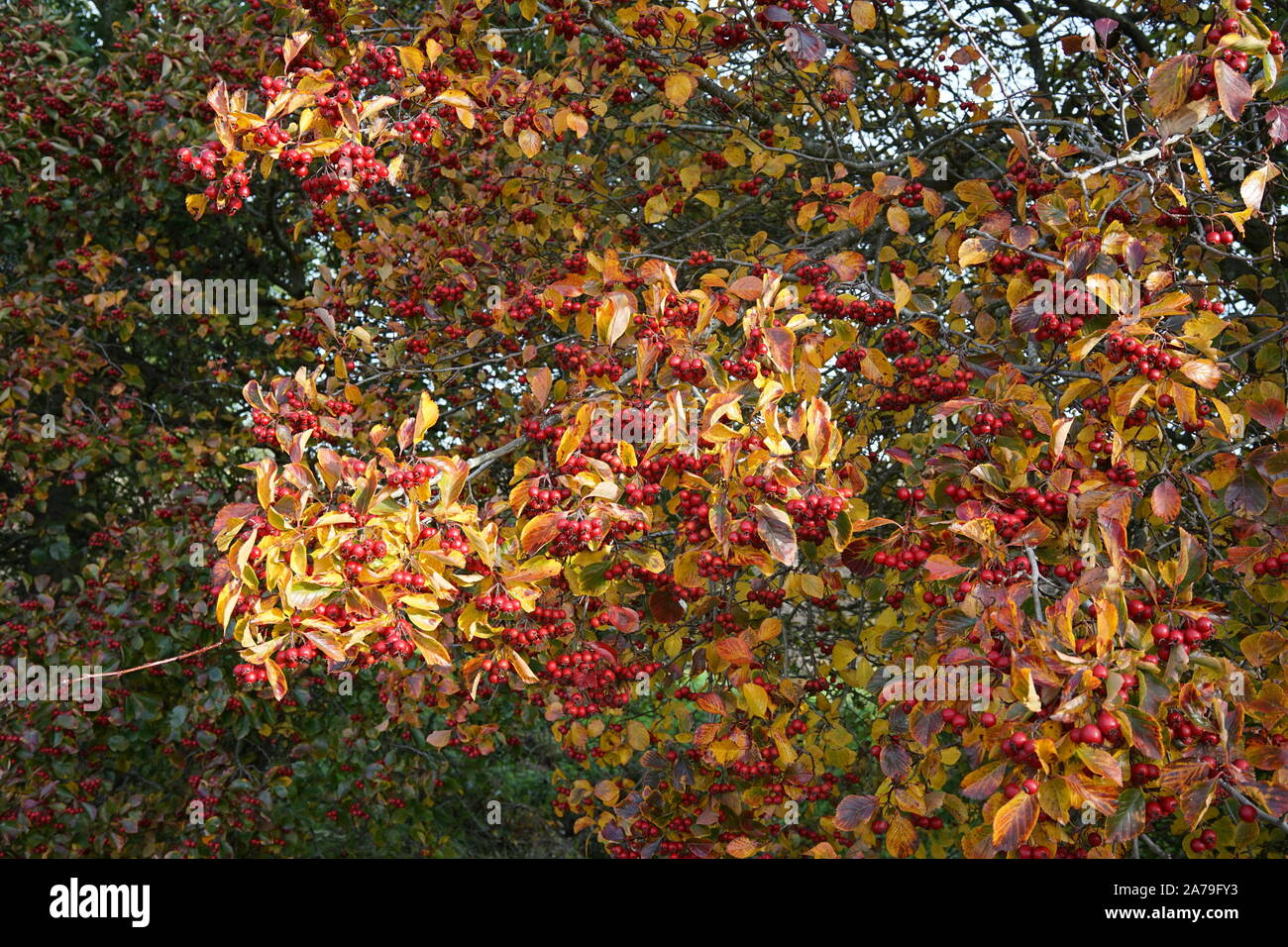 Cockspur thorn hi-res stock photography and images - Alamy