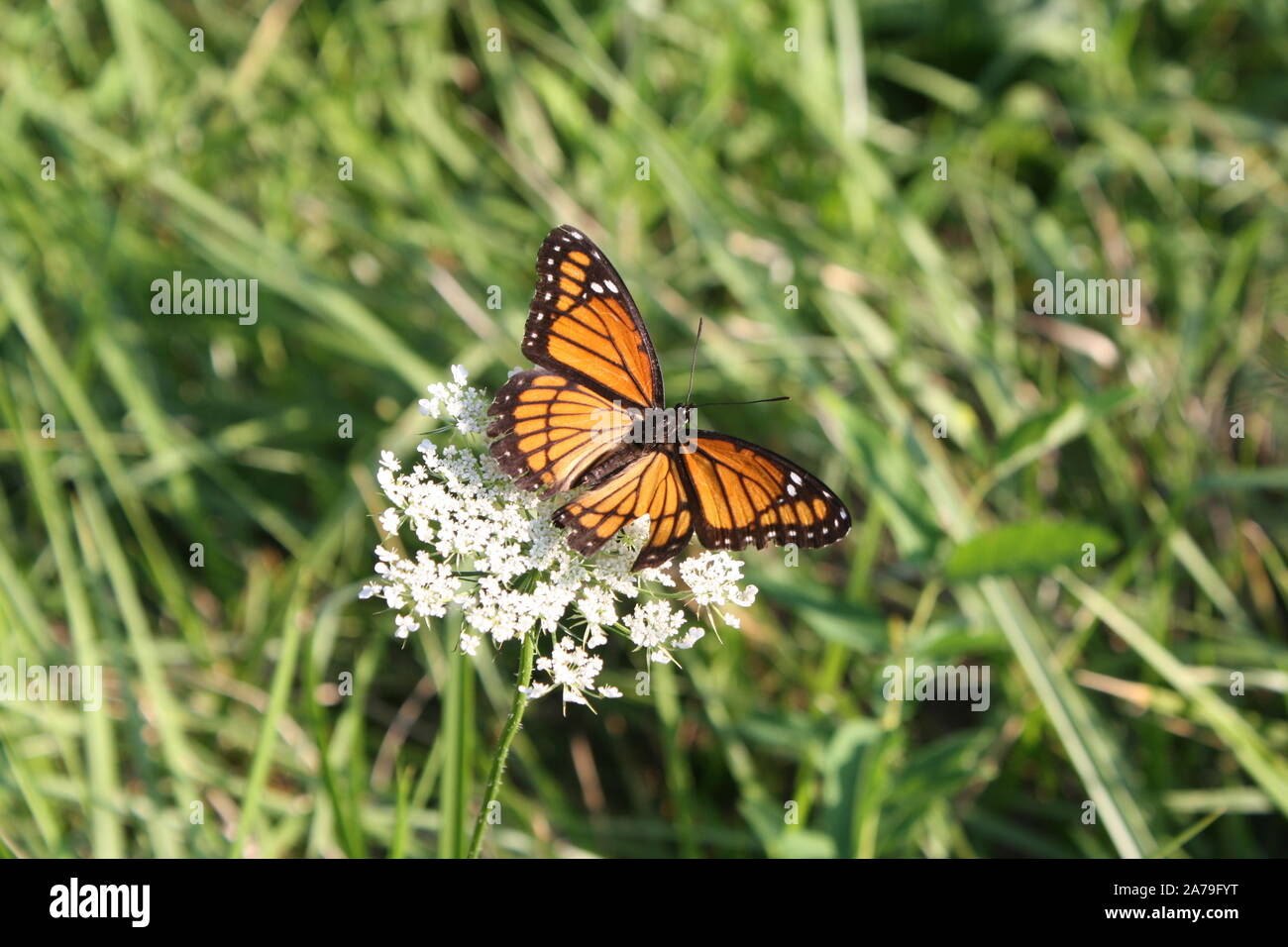 Queen monarch butterfly hi-res stock photography and images - Alamy