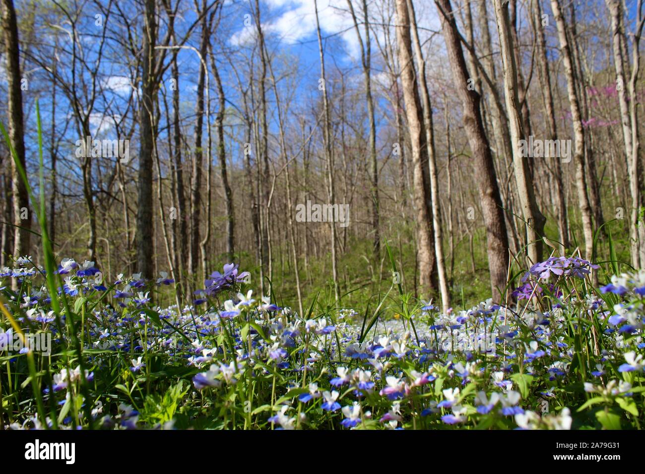 Spring wildflowers blooming on the forest floor Stock Photo - Alamy