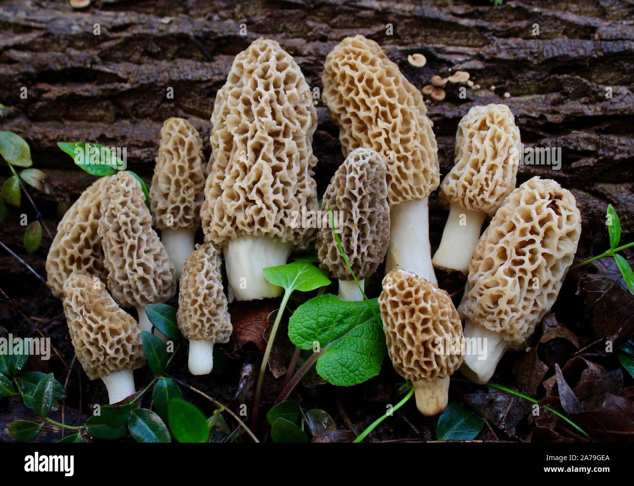 A collection of Morel mushrooms arranged on a piece of fallen wood ...