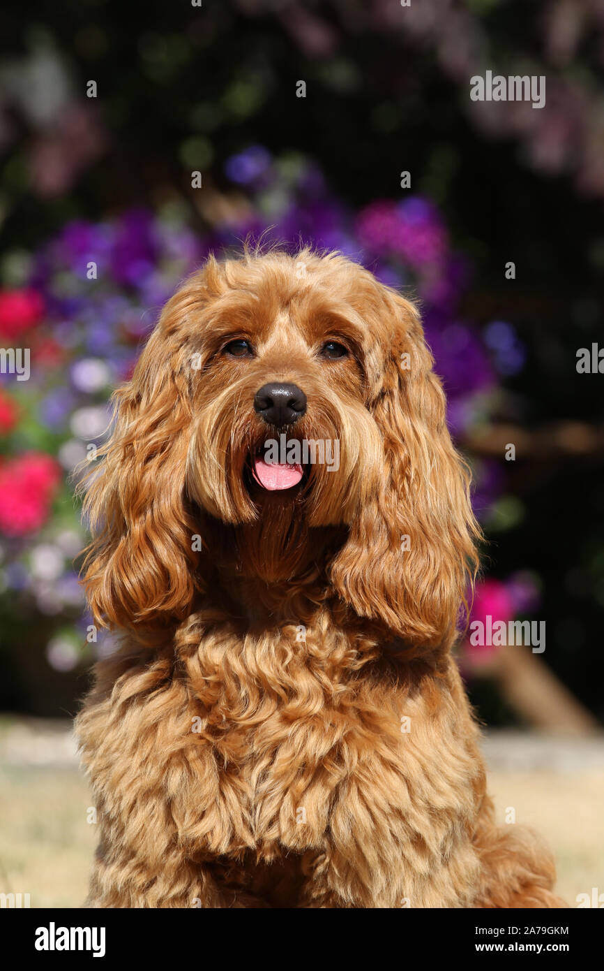 Miniature cockapoo hi-res stock photography and images - Alamy