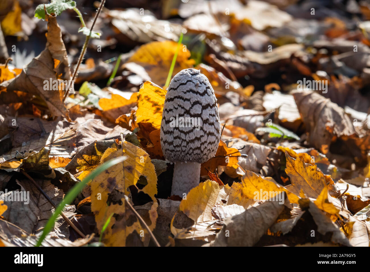Magpie Inkcap Mushroom in Autumn Stock Photo - Alamy