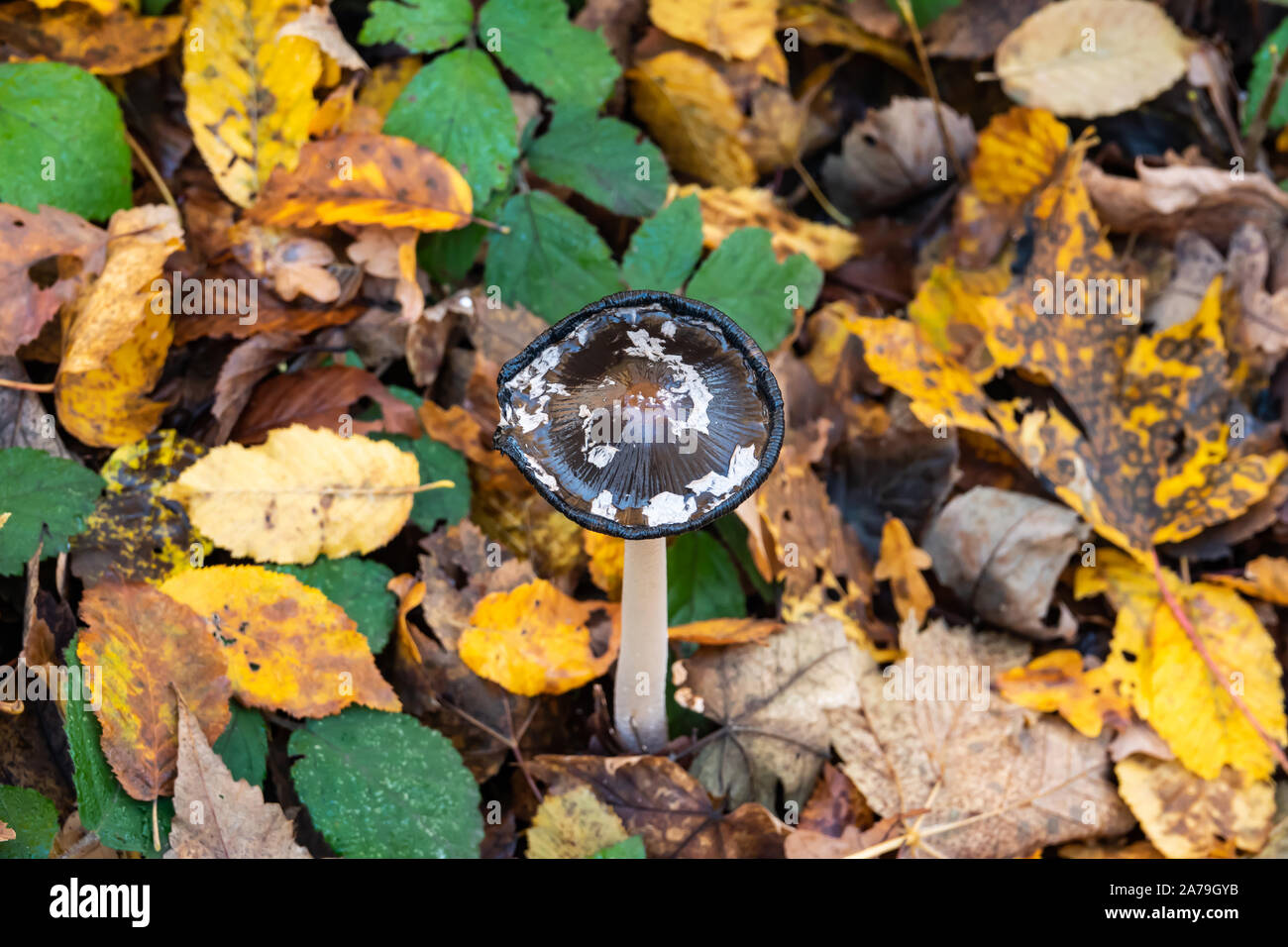 Liquefying hi-res stock photography and images - Alamy