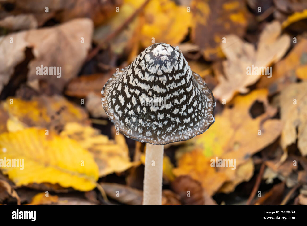 Magpie Inkcap Mushroom in Autumn Stock Photo - Alamy