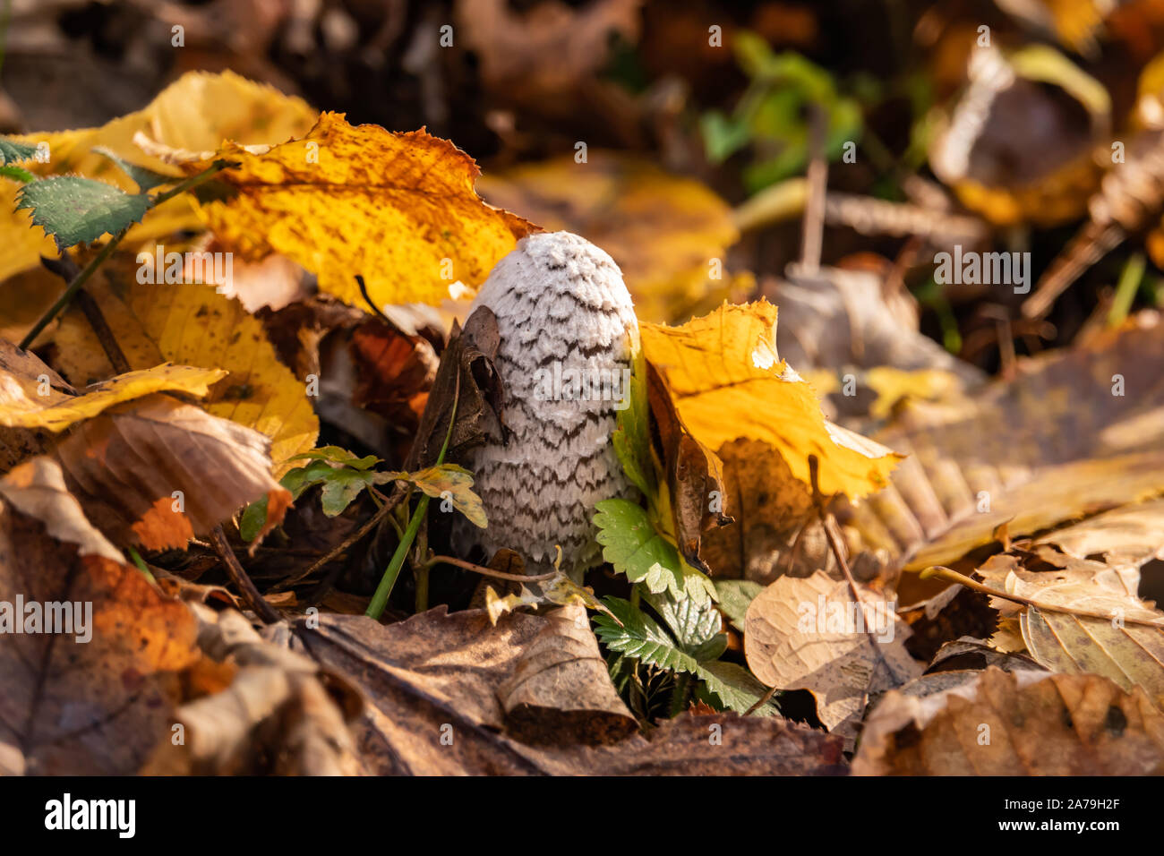 Magpie inkcap detail hi-res stock photography and images - Alamy