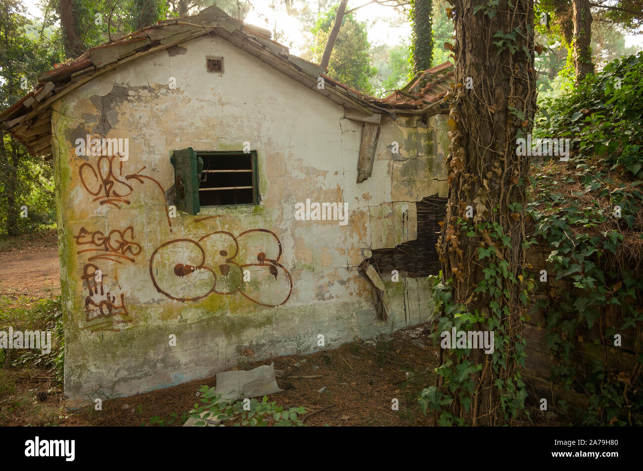 ruin in forest Stock Photo - Alamy