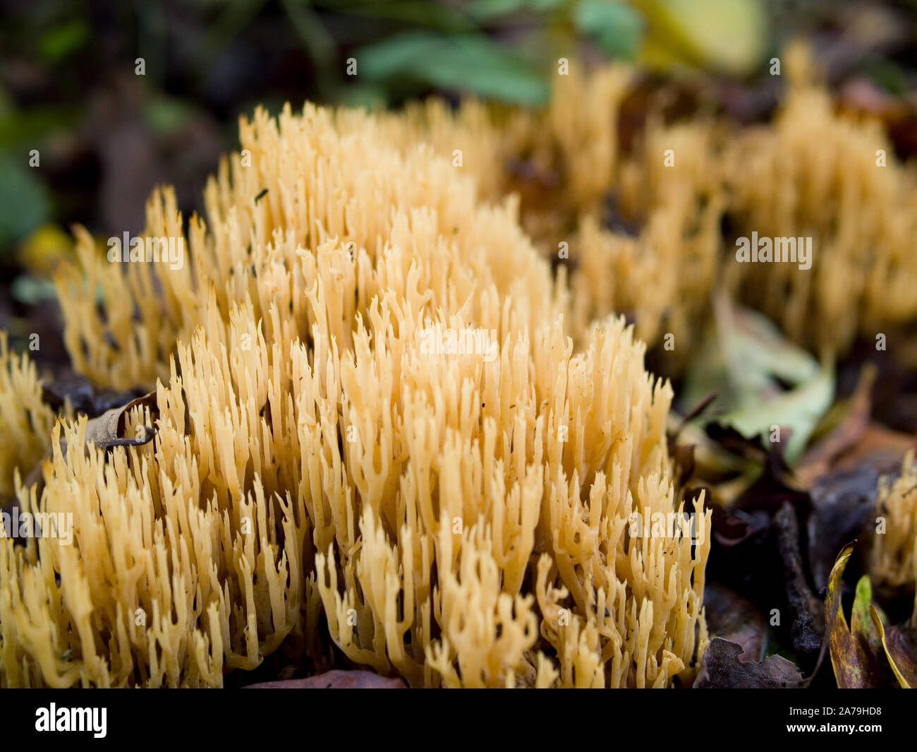 Upright Coral Fungus, Ramaria stricta, growing in woodland, autumn, UK ...